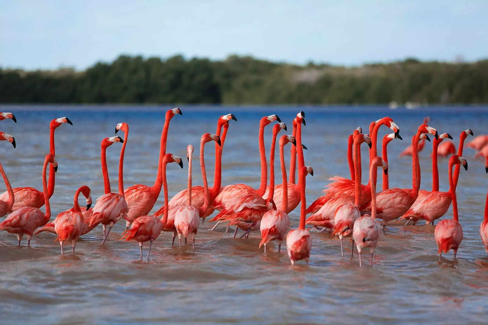 Flamingi v Celestun Yucatnu.