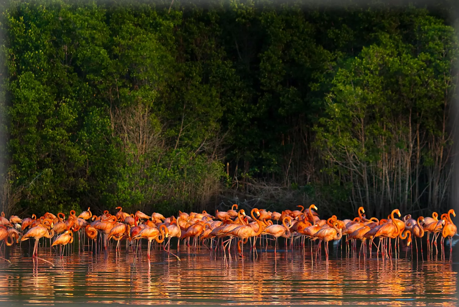 Rózsaszín flamingók Celestun Yucatnban