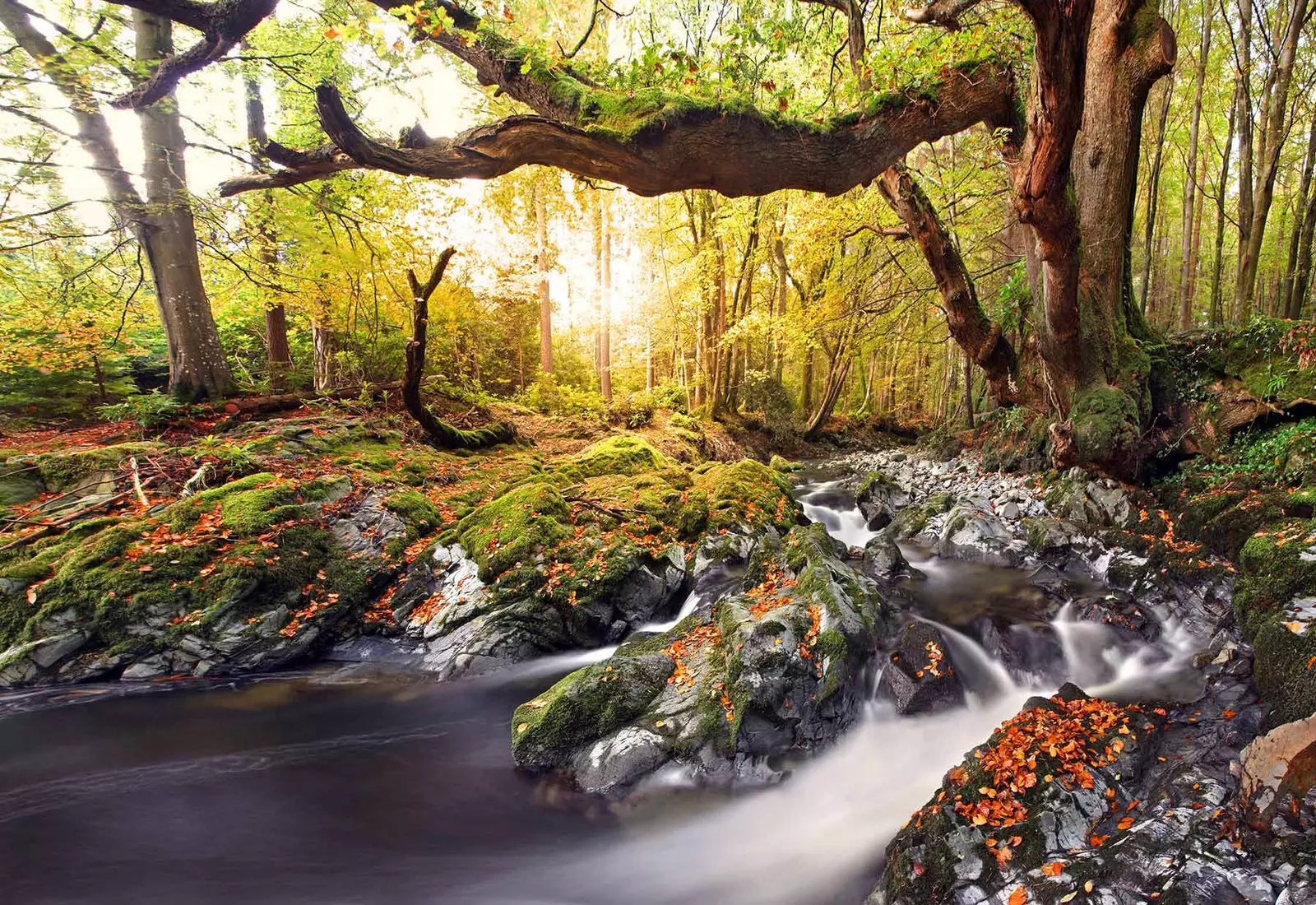 Tollymore Forest Park