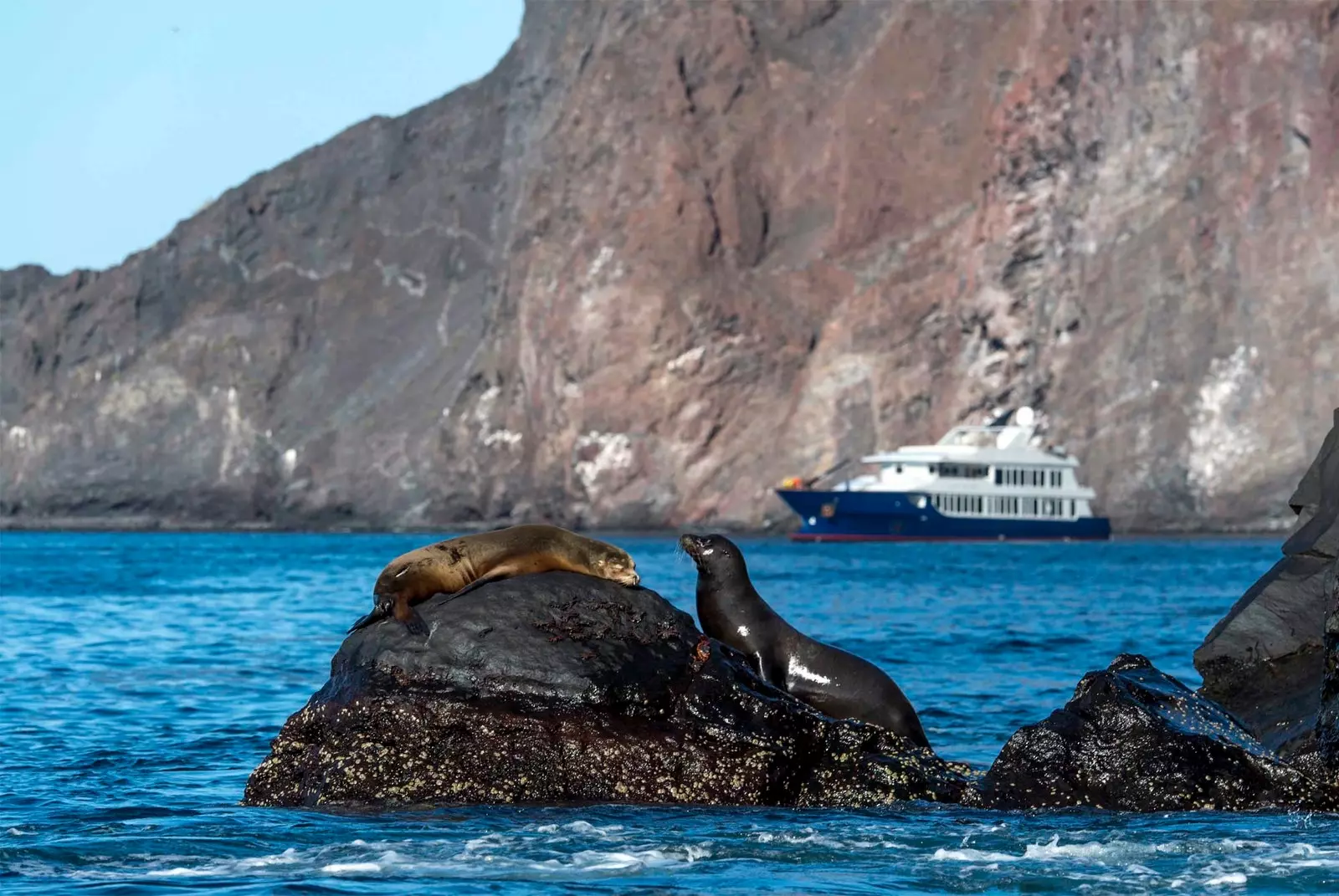 phoques des galapagos au premier plan et bateau de croisière en arrière-plan