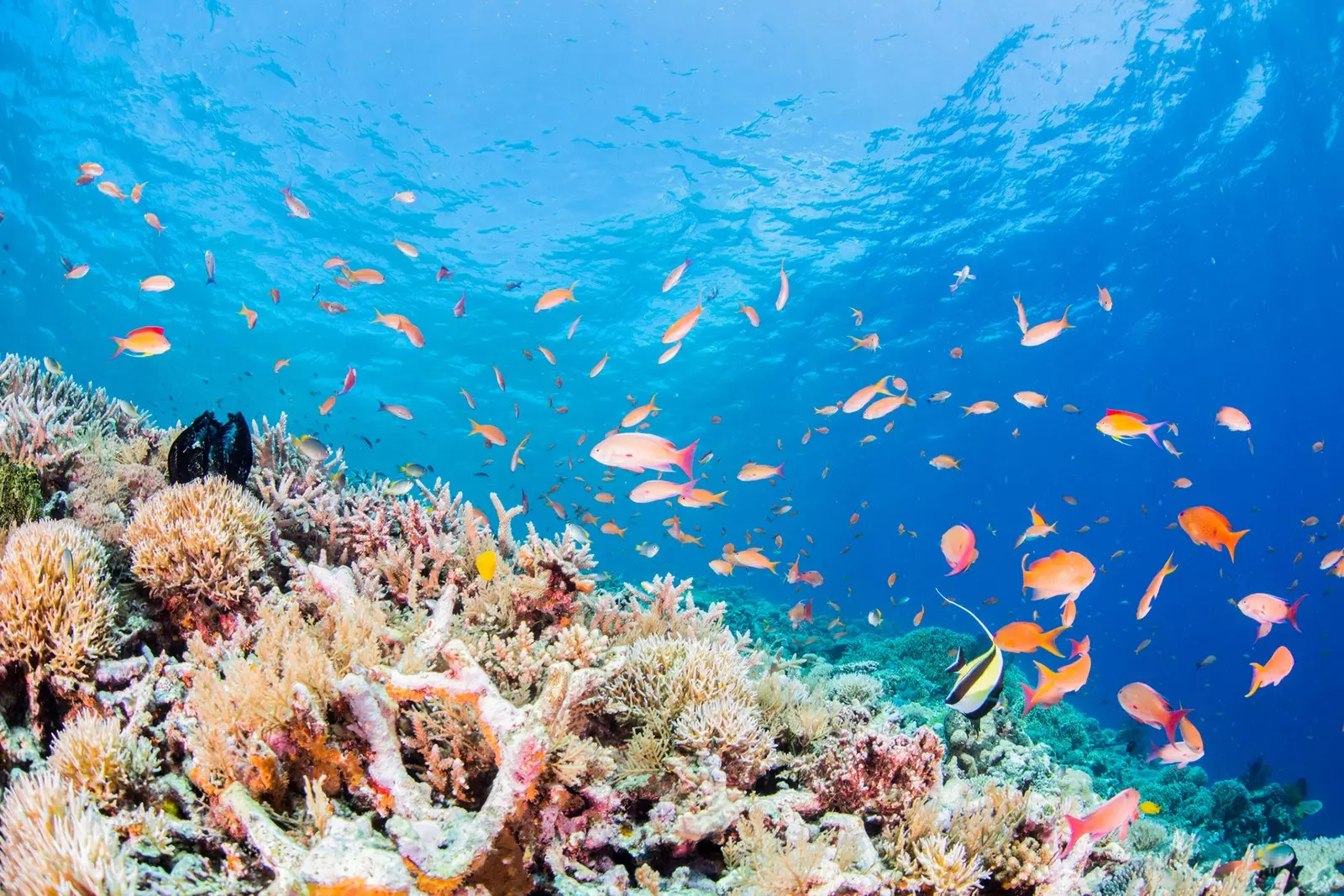 L'appello di Okinawa resta in fondo al mare