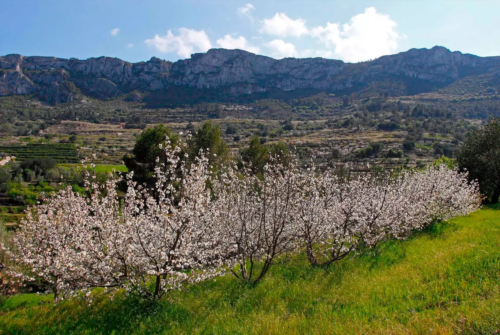 čerešne v kvete vall de gallinera