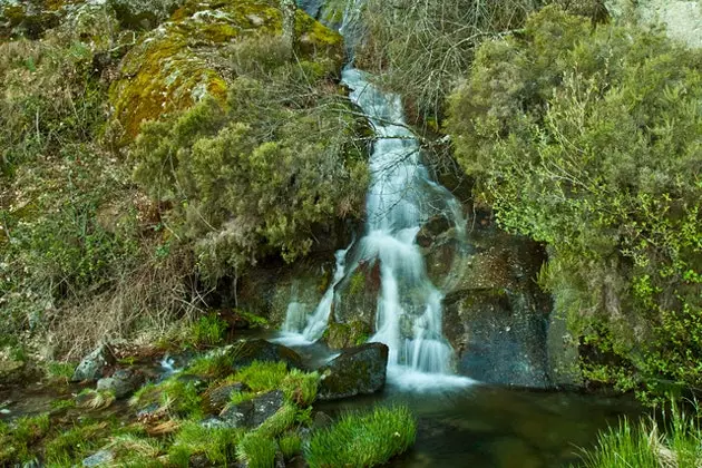 Կոկորդը կաթսա