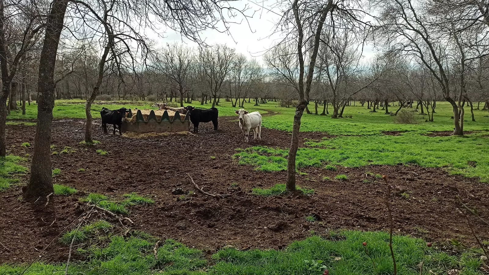 Field of San Blas