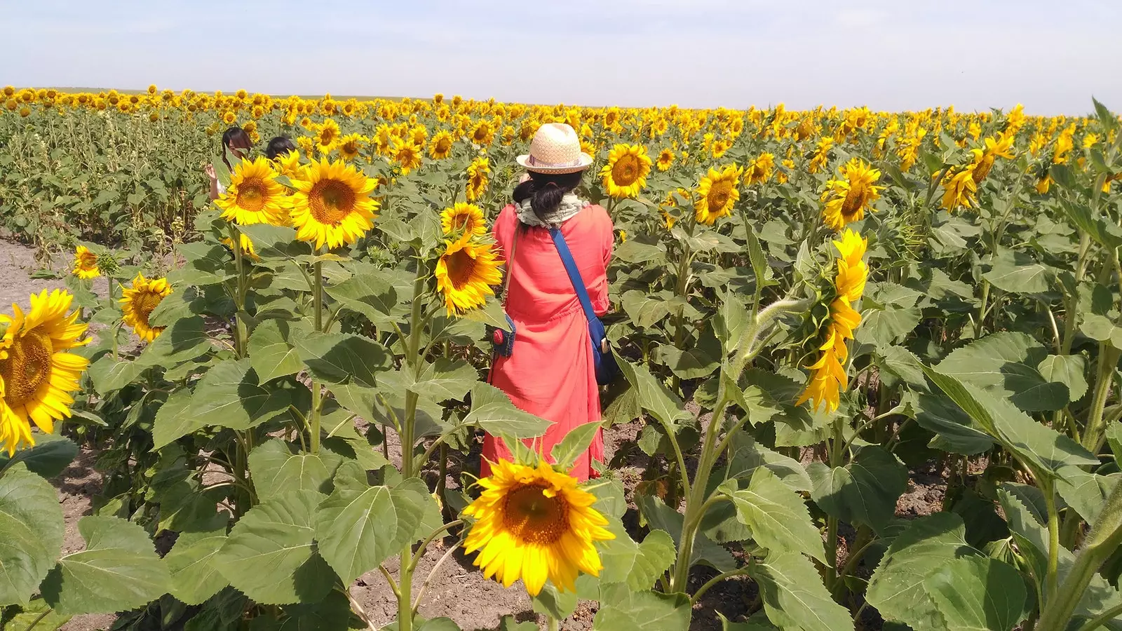 Câmpurile de floarea soarelui sevilian la care japonezii fac pelerinaj sunt deja în floare