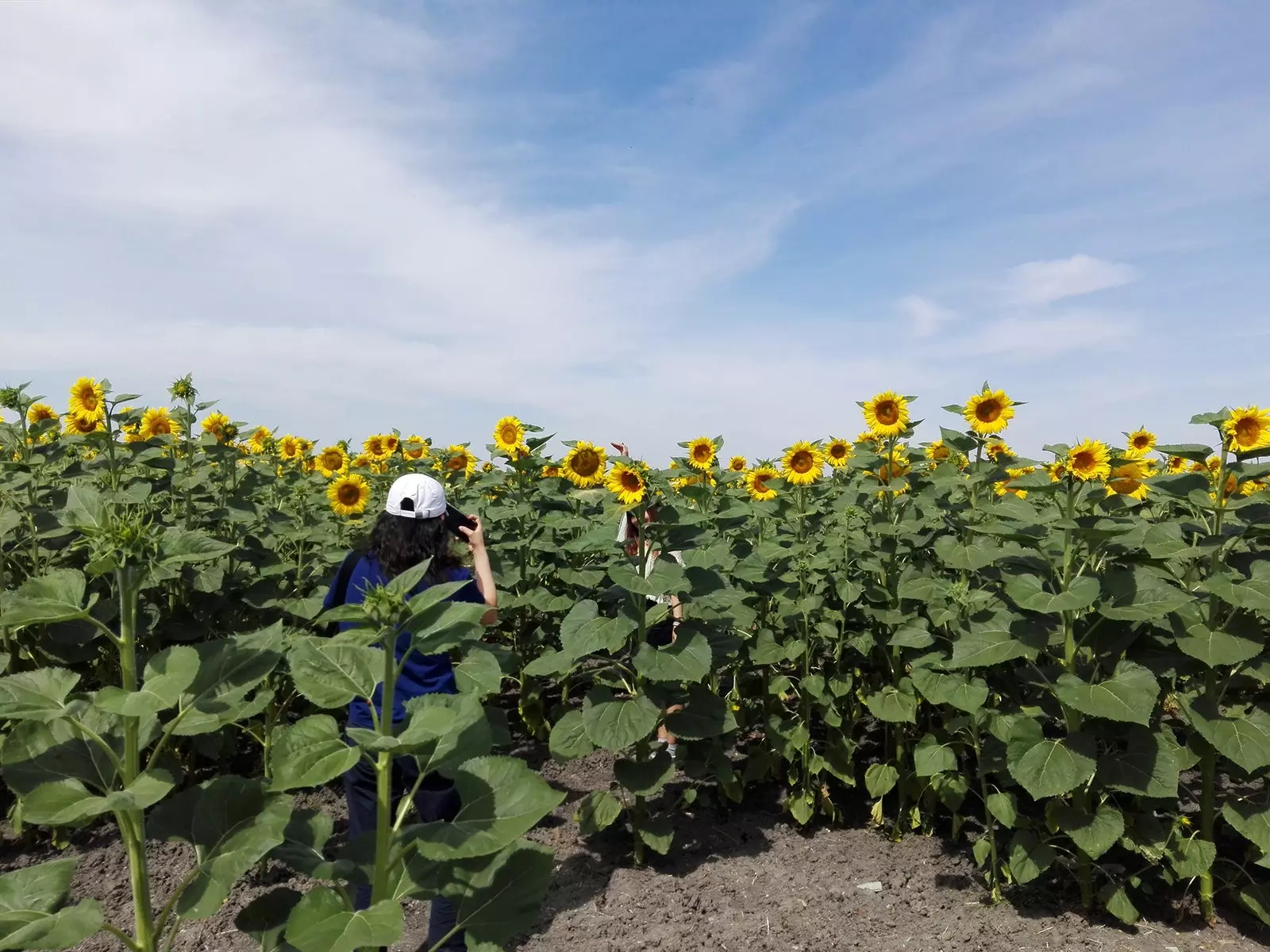 Câmpurile de floarea soarelui sevilian la care japonezii fac pelerinaj sunt deja în floare