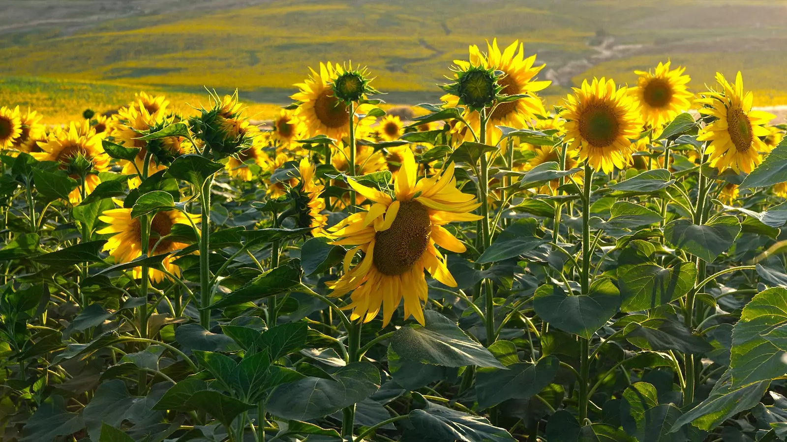 Câmpurile de floarea soarelui sevilian la care japonezii fac pelerinaj sunt deja în floare