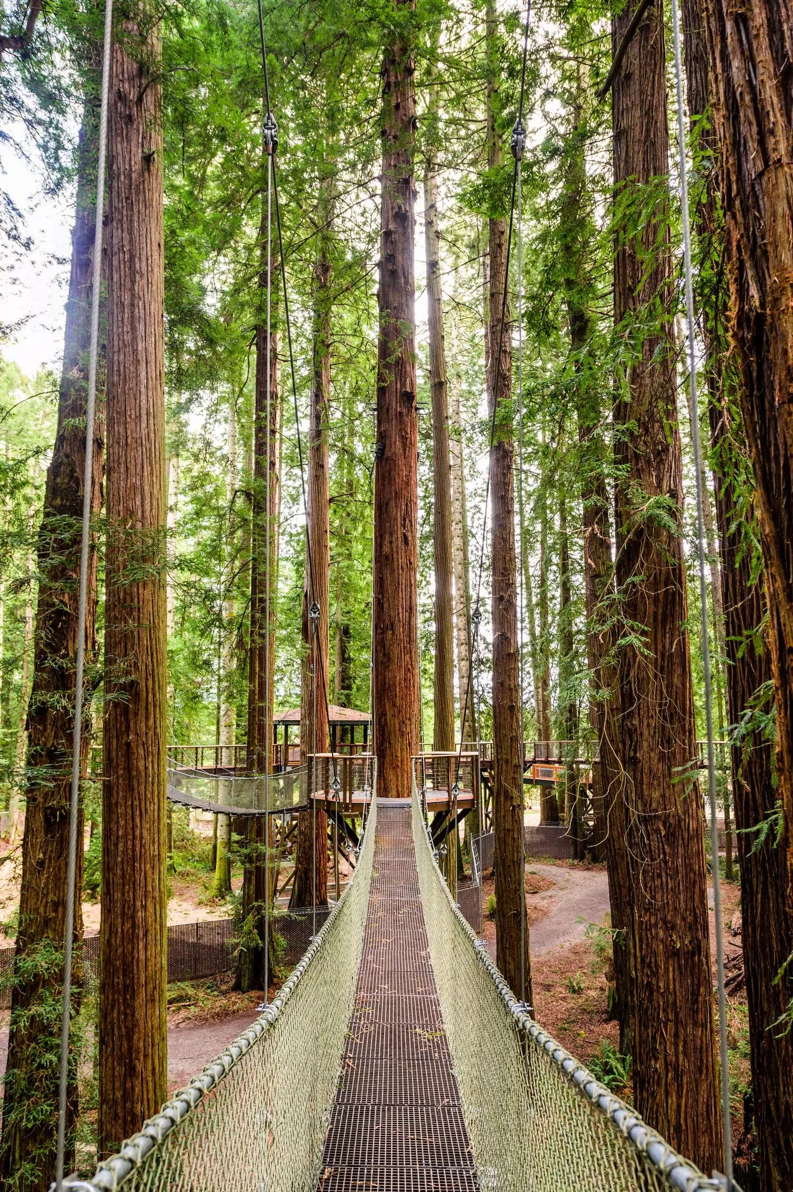 Redwood Sky Walk ကို တံတားများနှင့် မြင့်မားသော ပလက်ဖောင်းများဖြင့် ဖွဲ့စည်းထားသည်။