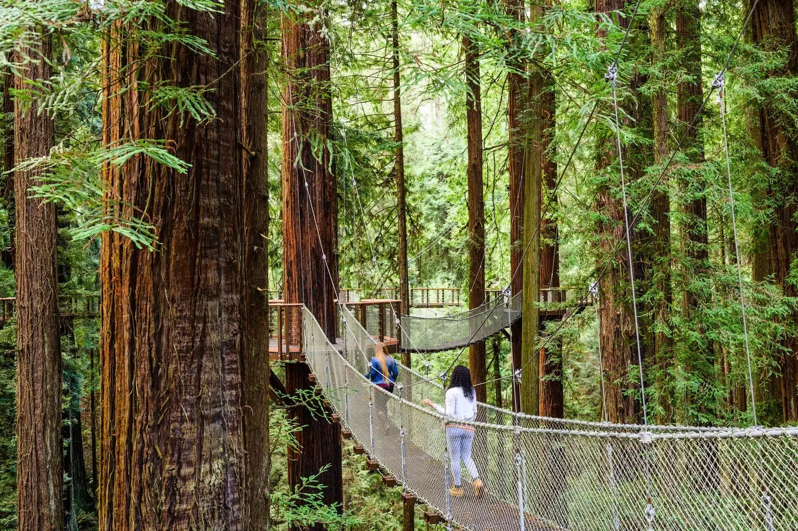 Redwood Sky Walk den nya attraktionen Eureka i Kalifornien