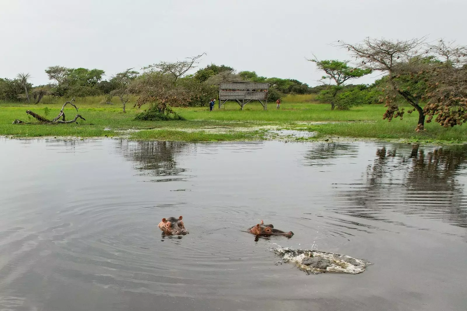 Hippos in the Anor lagoons.