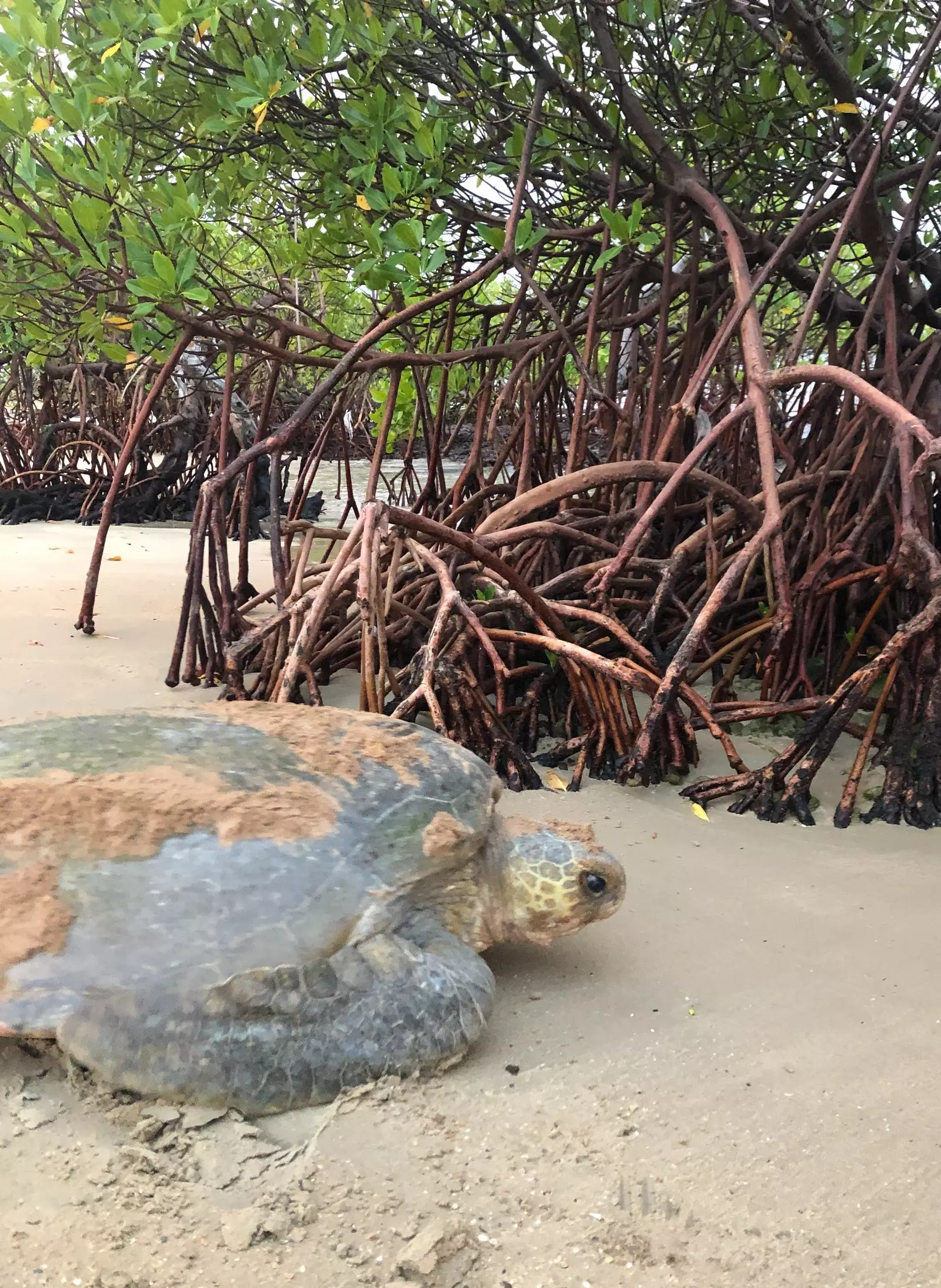 Sea turtle on the island of Poilao.