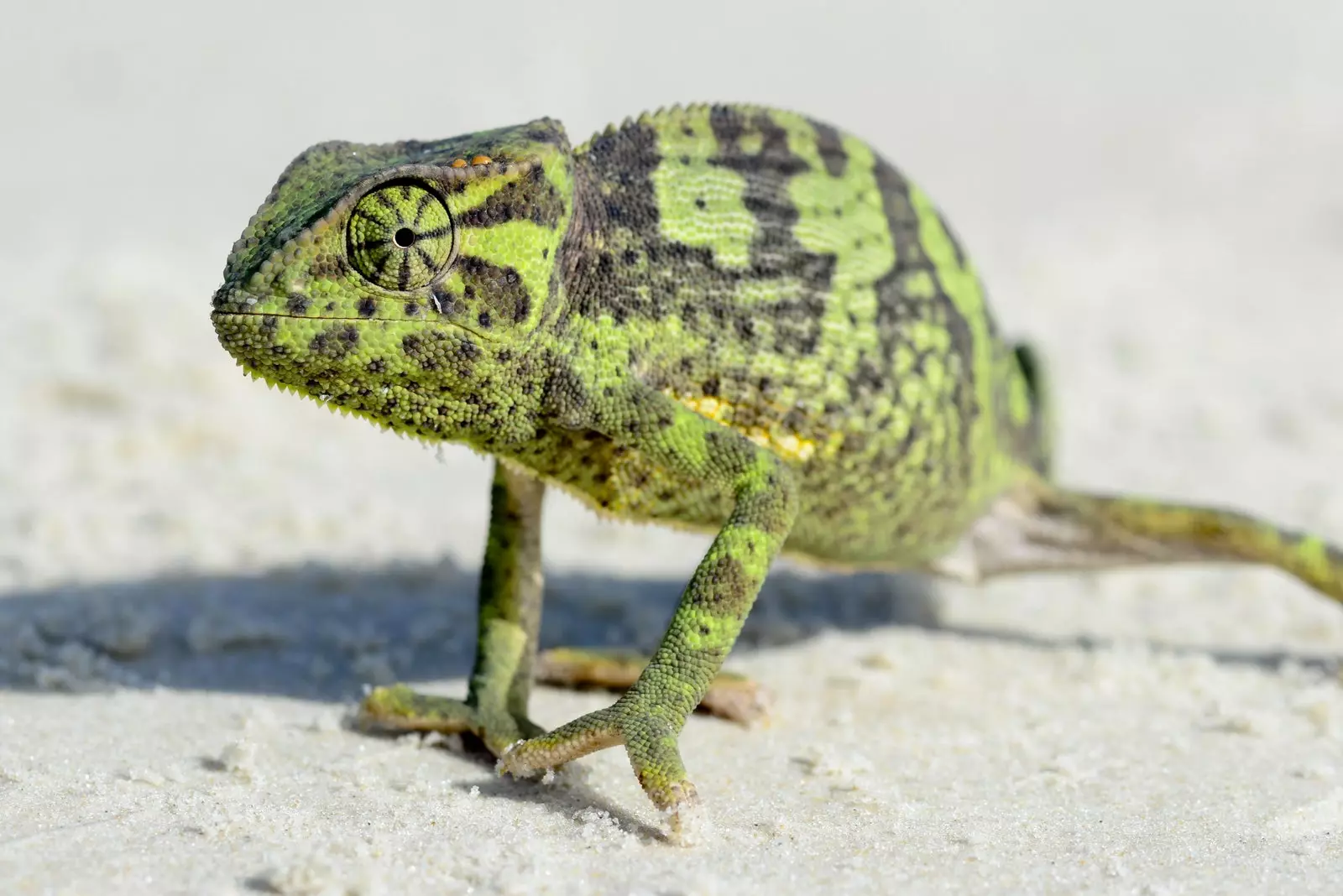 Chameleon v národním parku Orango.