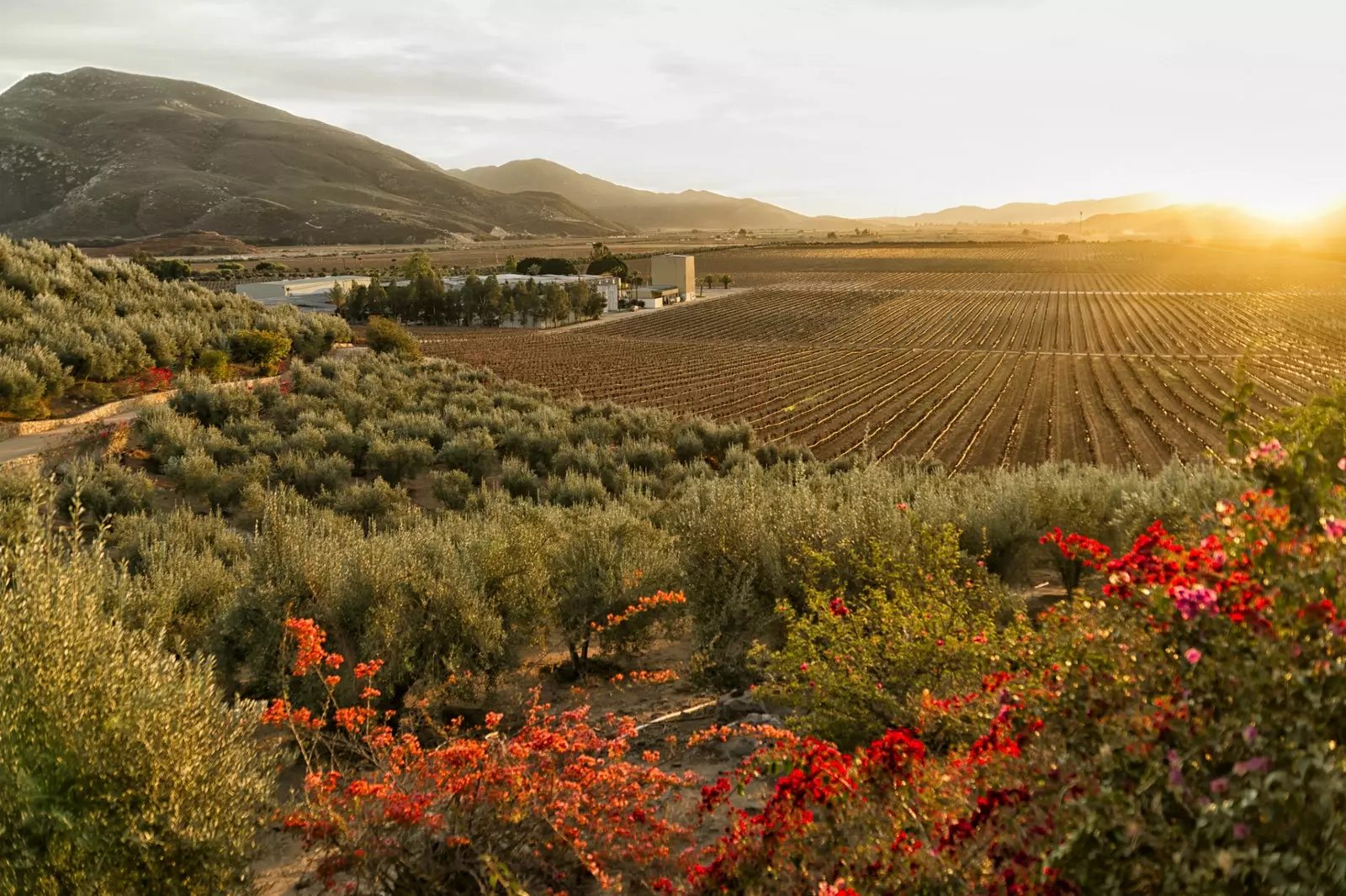 Matahari terbenam di atas kilang wain dan beberapa ladang anggur di Valle de Guadalupe Baja California Mexico.