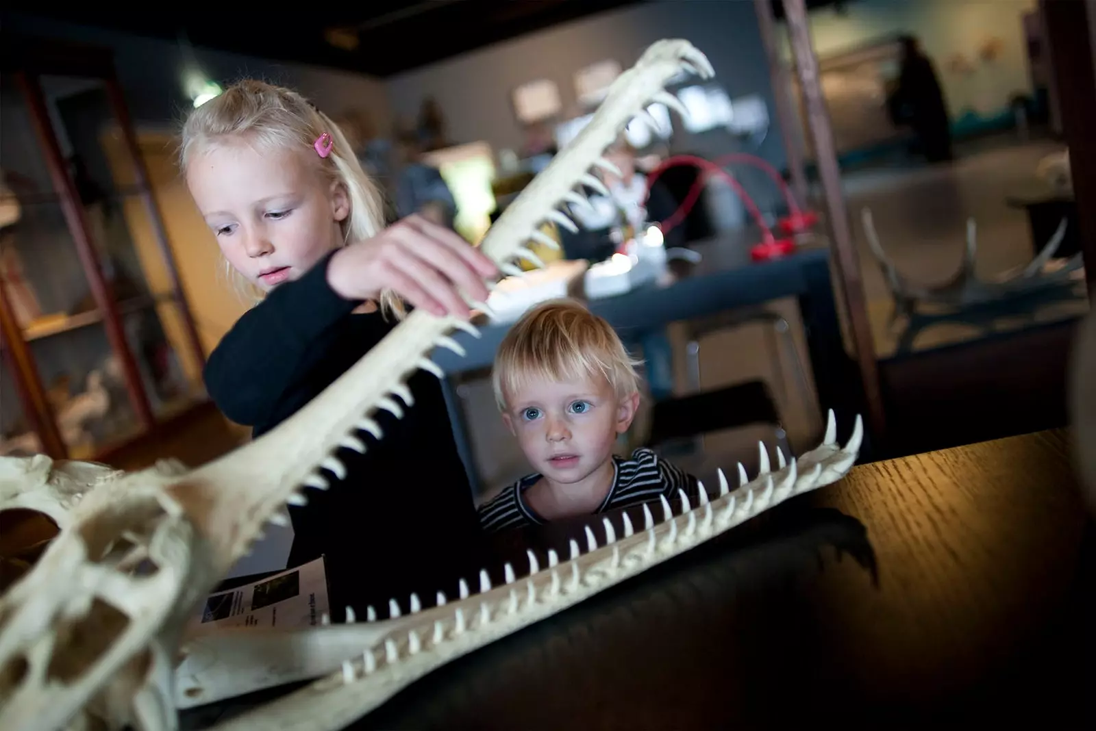 Au Musée Zoologique, veuillez... toucher