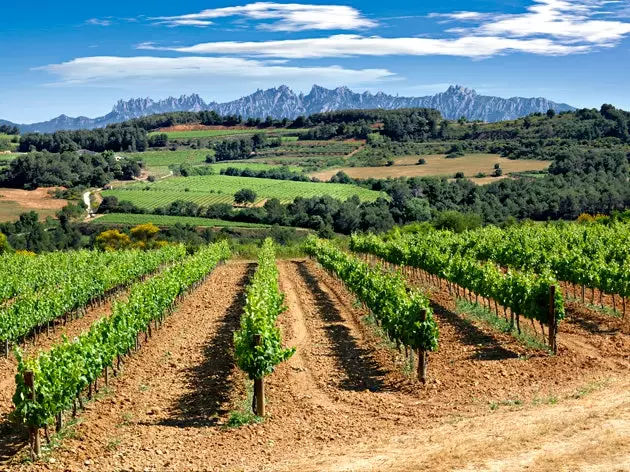 Enoturisme Penedès