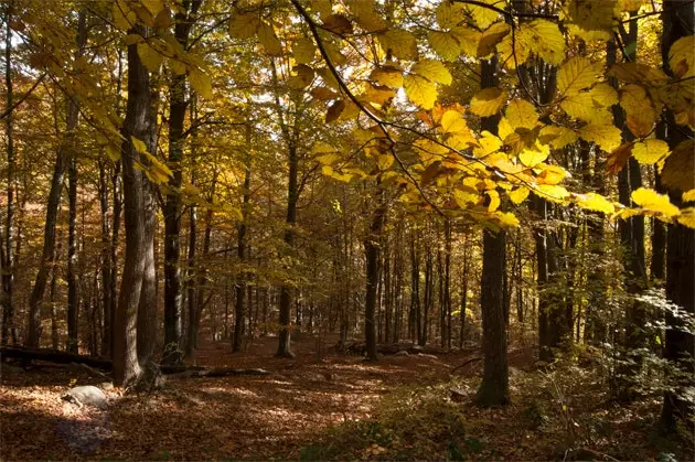 Montseny